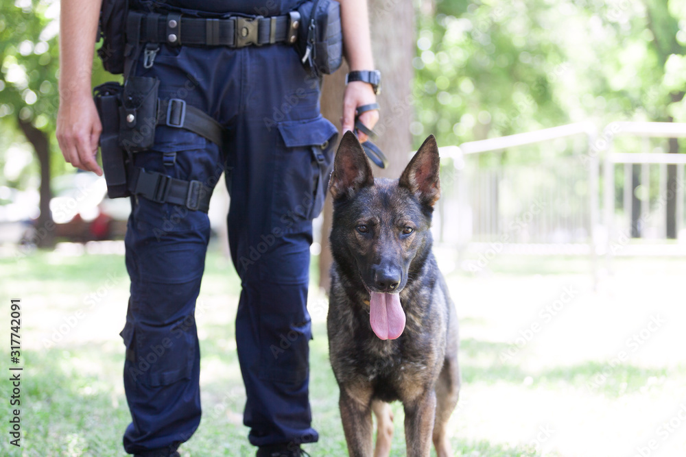 Policeman with Belgian Malinois police dog Stock Photo | Adobe Stock