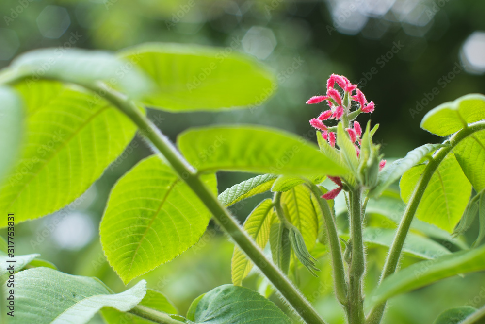 Flowering walnut tree with pink flowers. Juglans (Walnut trees ...