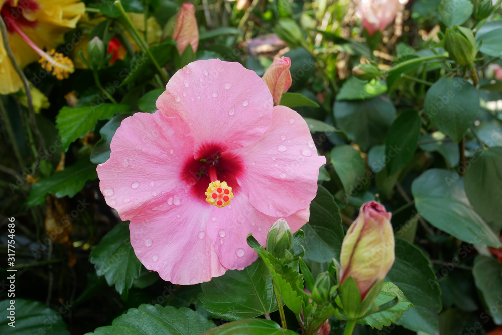 Hibiscus rosa-sinensis or is a genus of flowering plants in the mallow ...