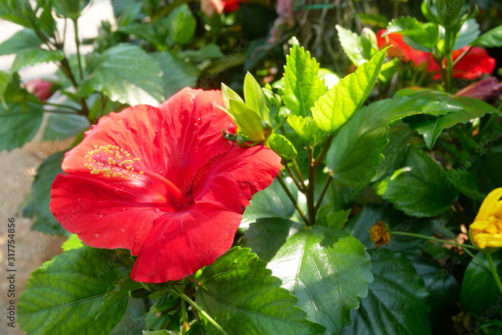 Hibiscus rosa-sinensis or is a genus of flowering plants in the mallow ...