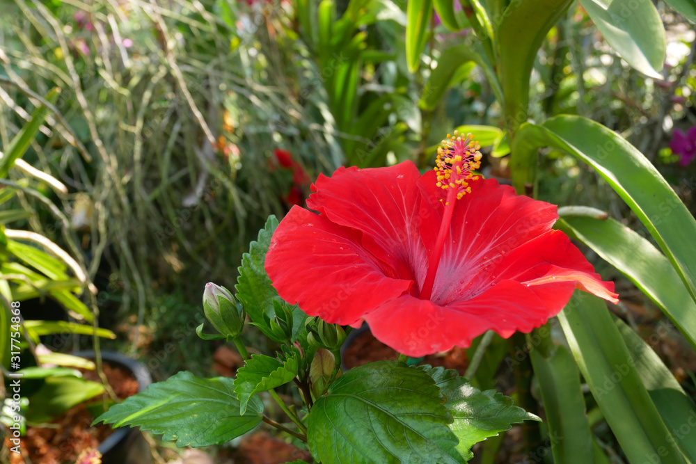 Hibiscus rosa-sinensis or is a genus of flowering plants in the mallow ...