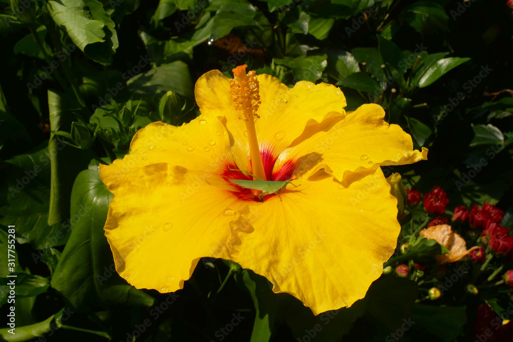 Hibiscus rosa-sinensis or is a genus of flowering plants in the mallow ...