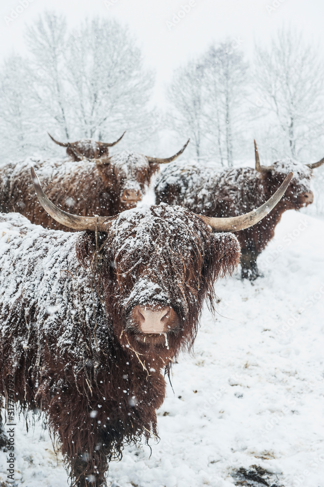 Scottish Highland Cattle Snow