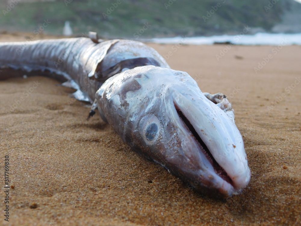 Conger eel washed up on the beach, carcass of fish on Malta, Ramla ...