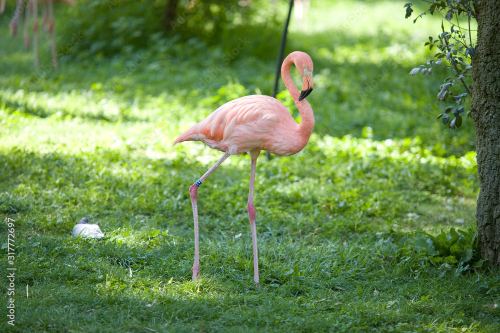Animales de un zoologico Stock Photo | Adobe Stock