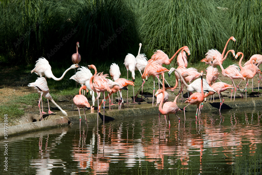 Animales de un zoologico Stock Photo | Adobe Stock