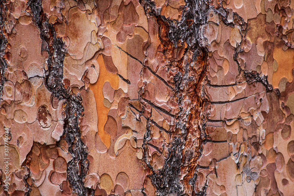 Bear Claw marks on a Ponderosa Pine Tree in Rock Creek, Montana Stock ...