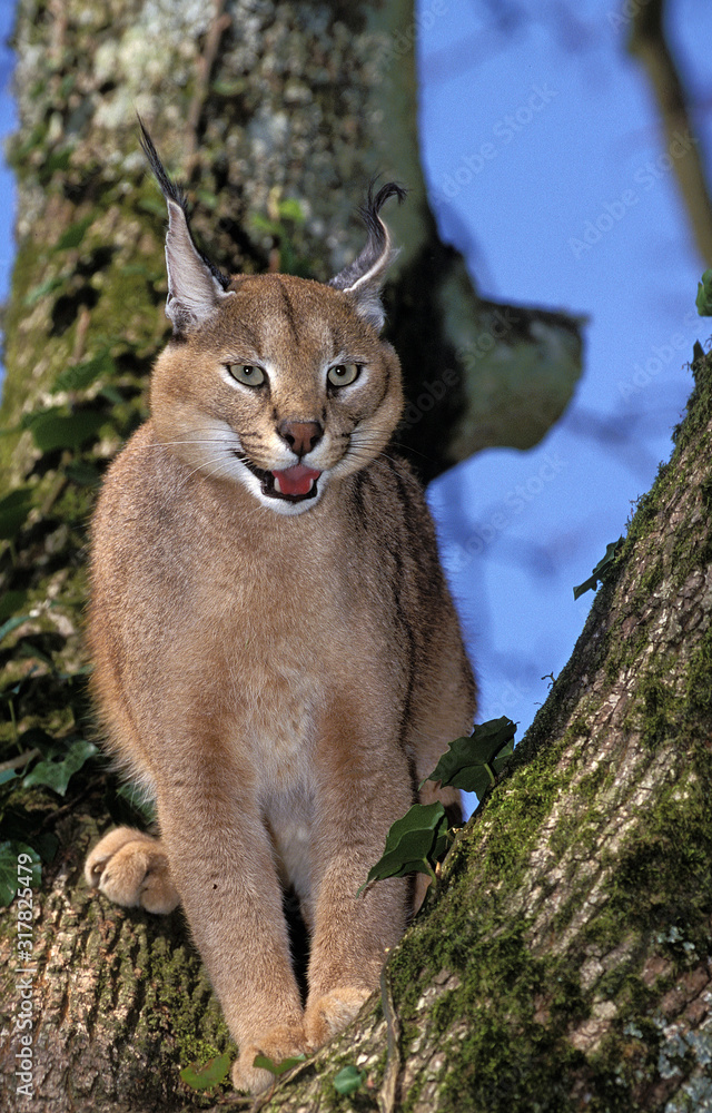 CARACAL caracal caracal Stock Photo | Adobe Stock