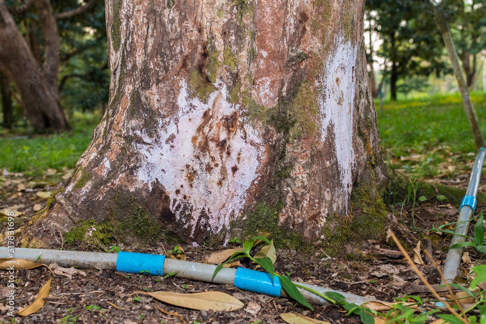 Durian tree is a root rot disease , using antifungal medication to ...