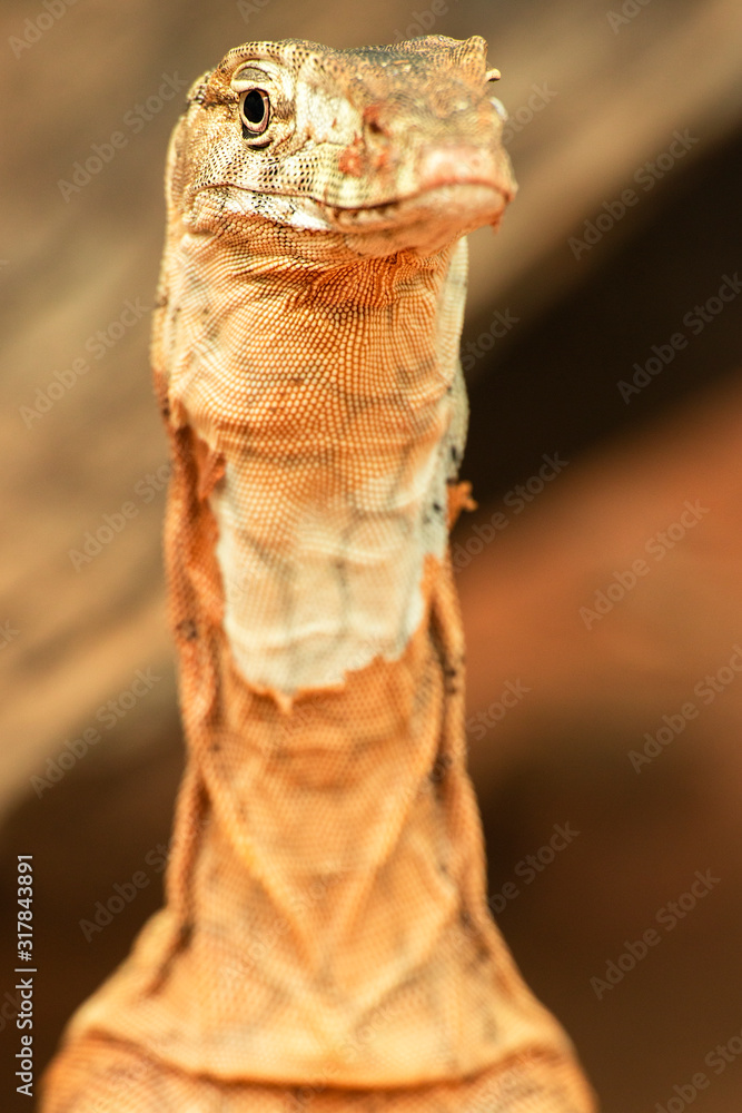 Poster Perentie also known as a Varanus giganteus – Wall Art | UkPosters