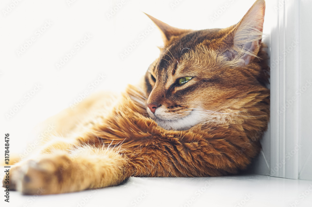 Sleepy cat lying on bright window sill indoor. The Somali cat breed is ...