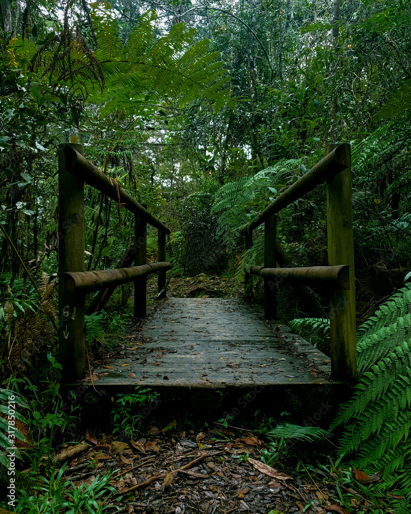 Perspective of a wooden bridge in the middle of the jungle partially ...