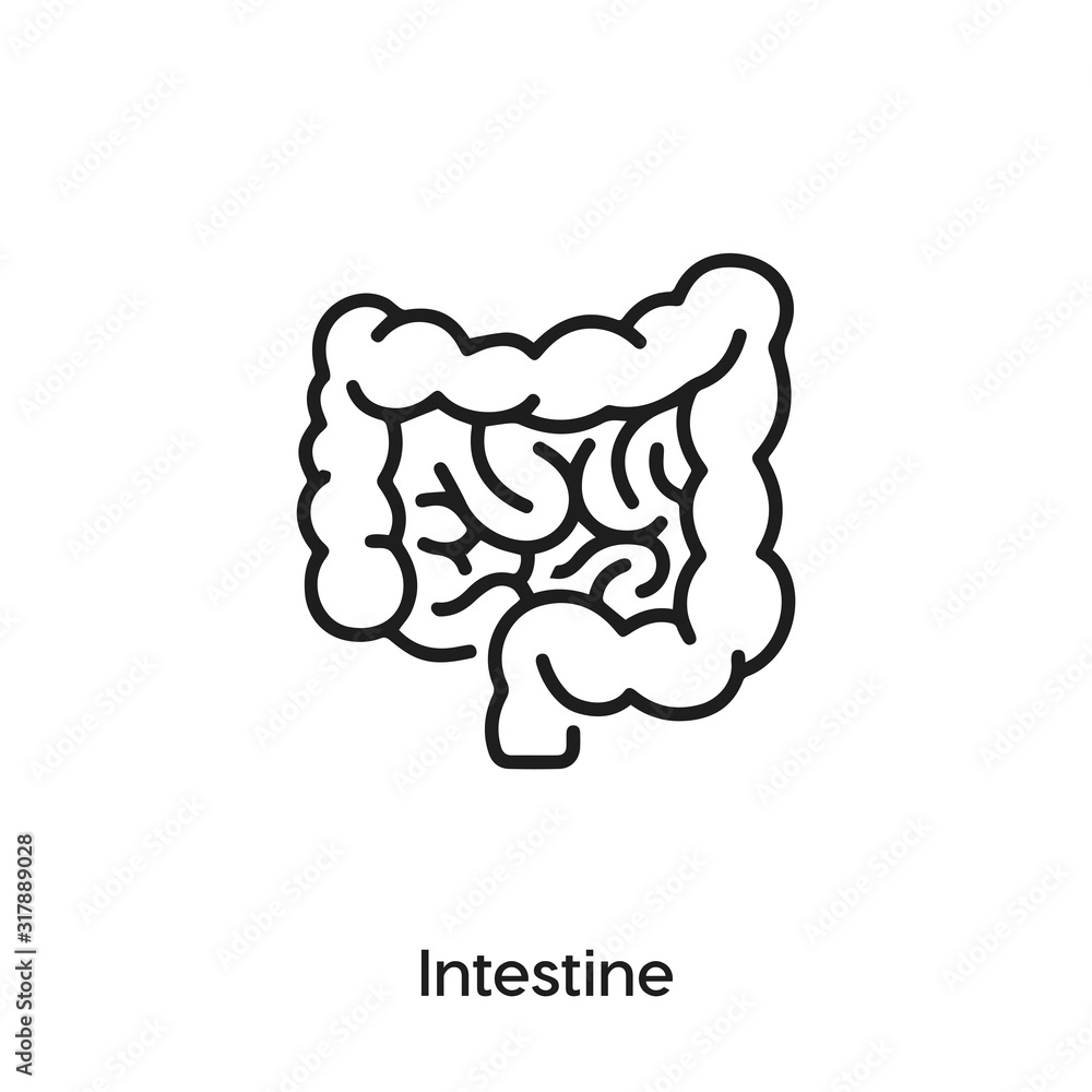 intestine icon vector. intestine body organ icon vector symbol ...