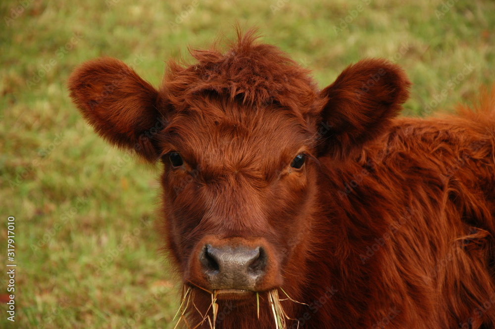 Foto de Dexter cattle are a breed of cattle originating in Ireland. The ...