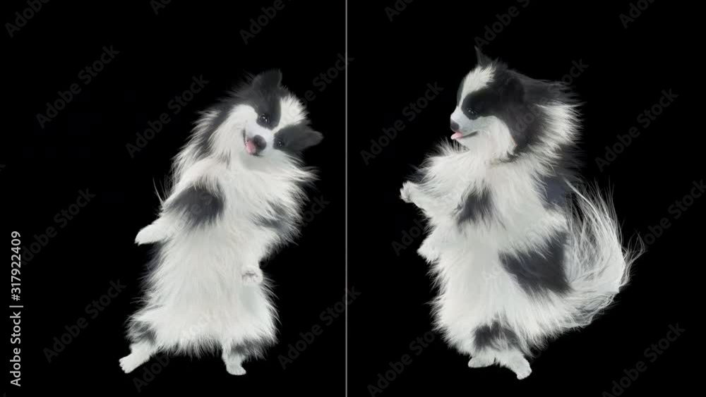 Dog Dance CG fur 3d rendering animal realistic composition, 3d mapping ...