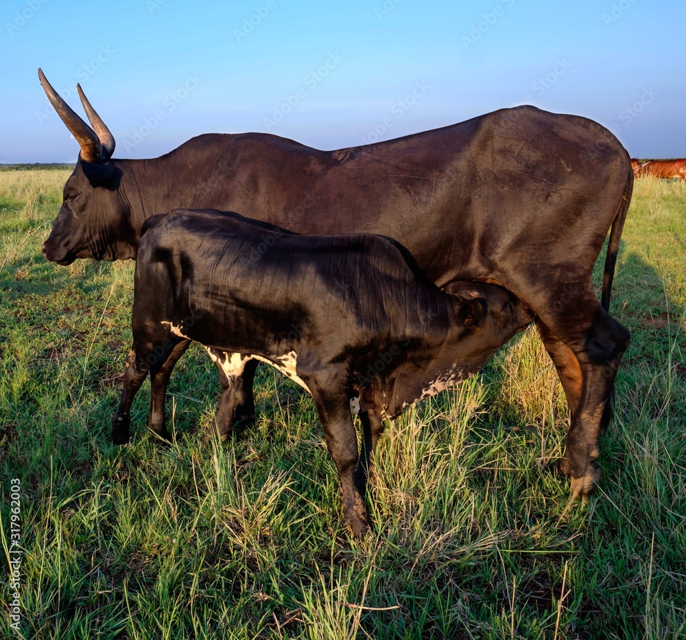 Black Nguni Cow with Calf drinking from her teats Stock Photo | Adobe Stock