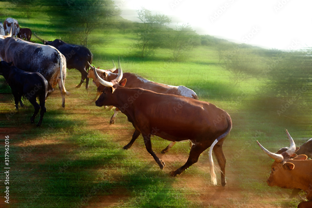 Herd of Nguni Cows with calves running with motion blur Stock Photo ...