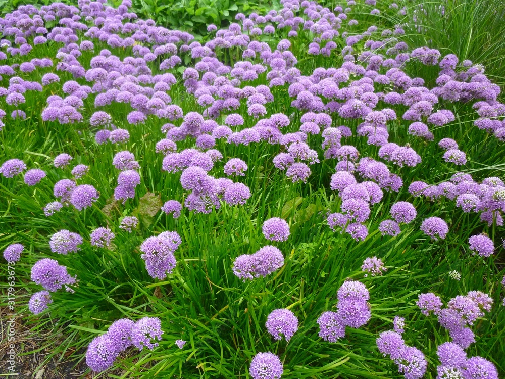 Allium Millenium, Ornamental Onion- Summer Beauty flowers, growing in ...