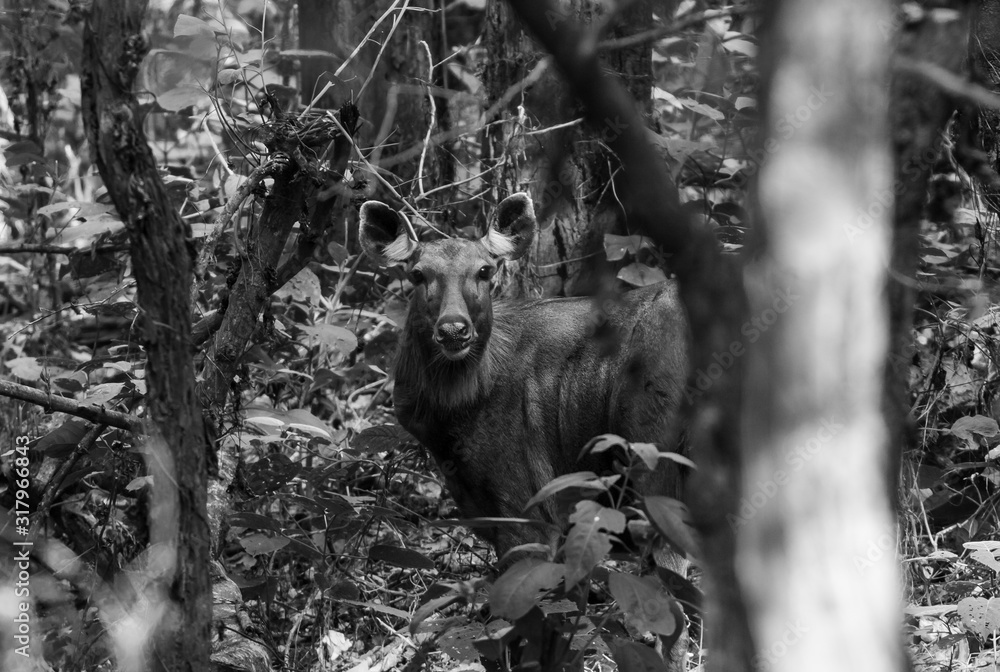 Sambar Deer hiding deing the Sal trees at Jim Corbett National Park ...