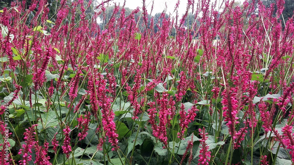 Flowers of Agastache Raspberry Fiesta or Giant Hyssop, in the garden ...