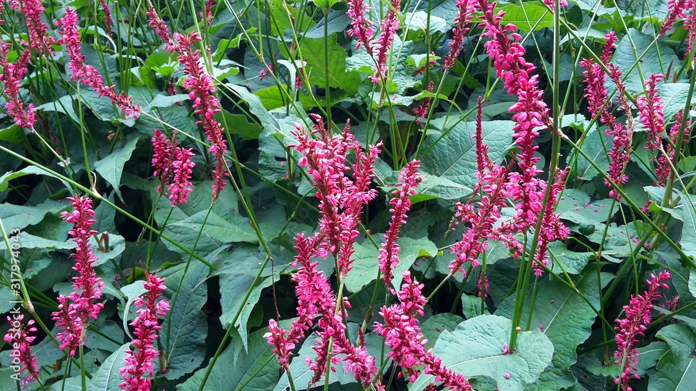 Flowers of Agastache Raspberry Fiesta or Giant Hyssop, in the garden ...