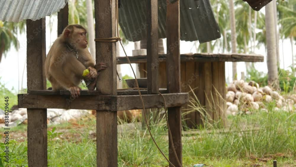 Cute monkey worker rests from coconut harvest collecting. The use of ...