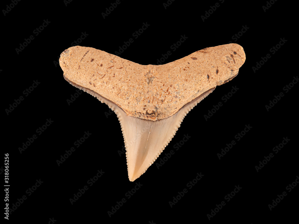 Fossil shark tooth, upper, Carcharhinus sp cEC 2020 Stock Photo | Adobe ...