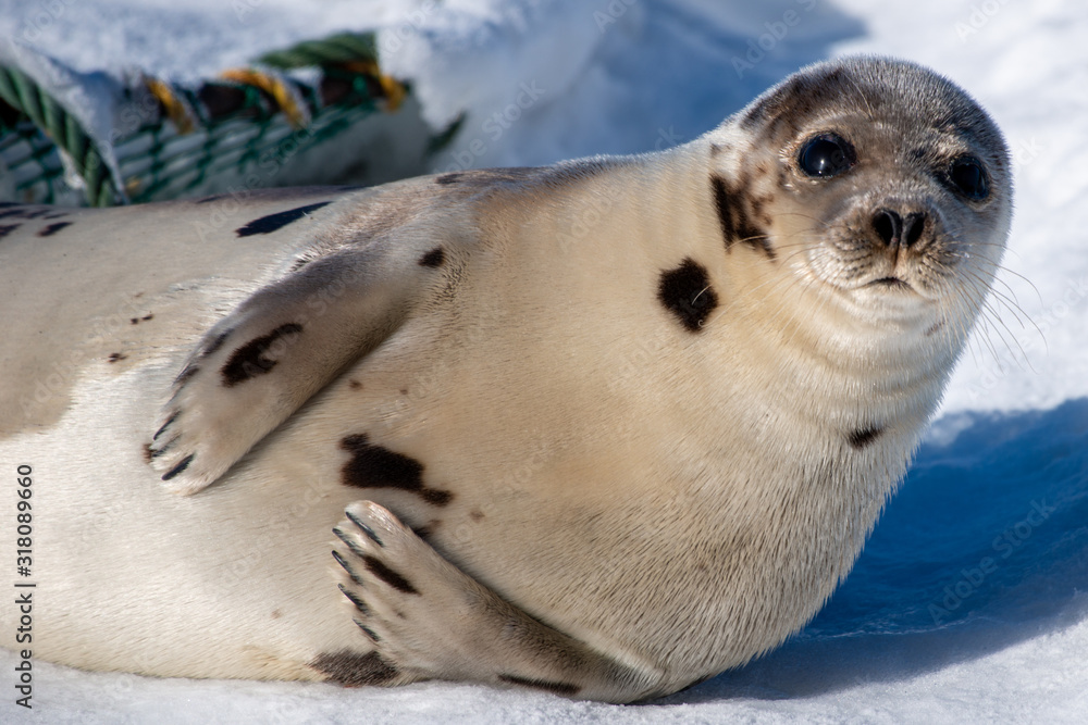 An adult harp seal with light colored fur and dark black spots on it ...