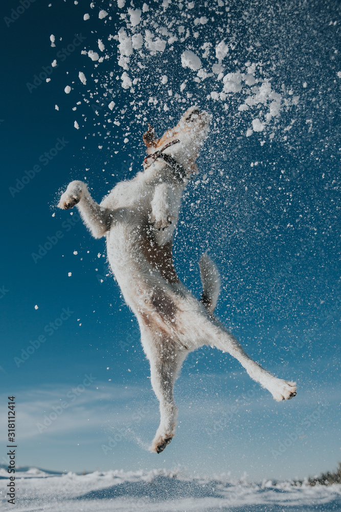 Dog Jumping On Snow Covered Field During Winter Stock Photo | Adobe Stock