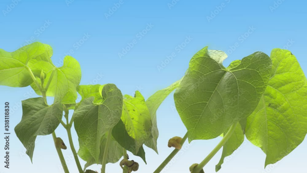 Heliotropism -The movement of the leaves of the plant in search of ...