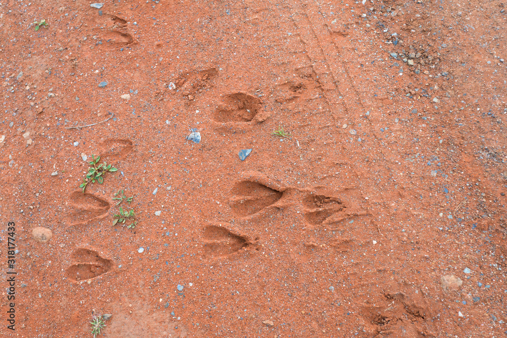 Impala footprints in nature Africa Stock Photo | Adobe Stock