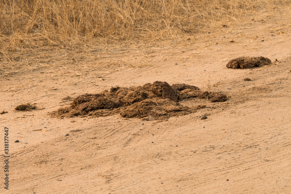 animal poop, droppings, dung, faeces Stock Photo | Adobe Stock