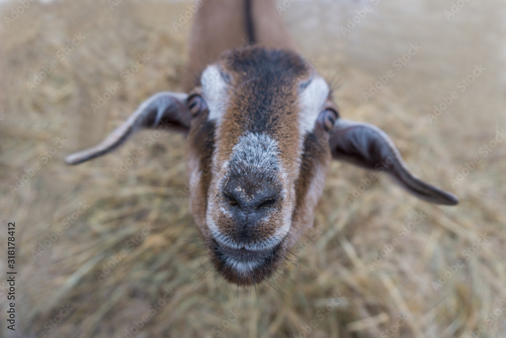 portrait of goat /Nose in focus/ Nubian breed/ cheeky goat Stock Photo ...