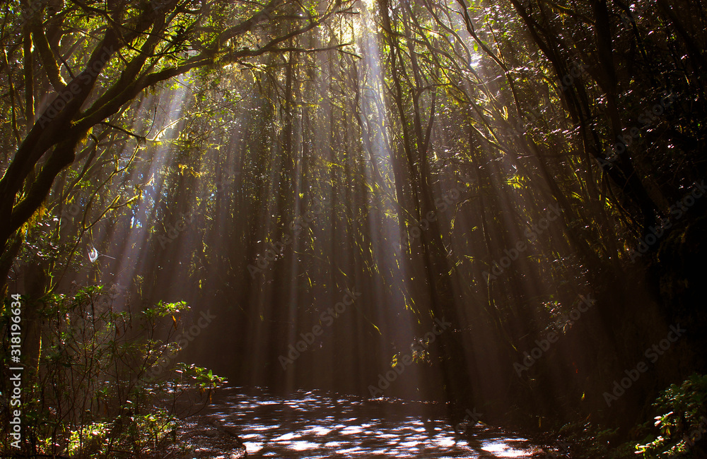 Beautiful sun light rays shining through the cave and leaves in ...