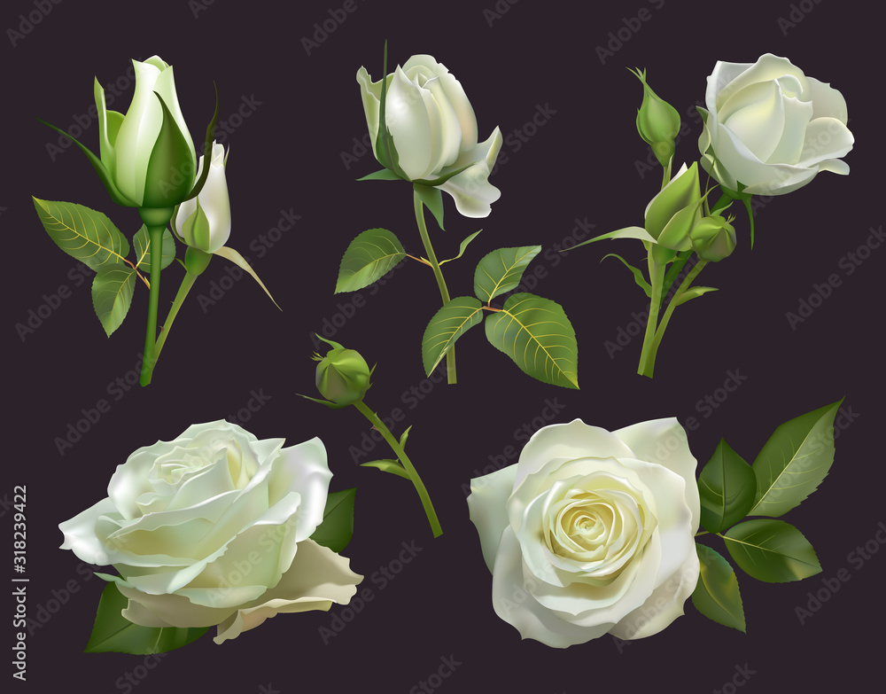 Natural White Rose Flowers Photos | Best Flower Site