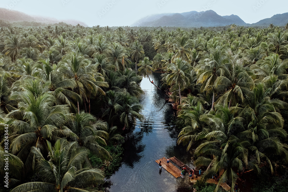 coconut tree Stock Photo | Adobe Stock