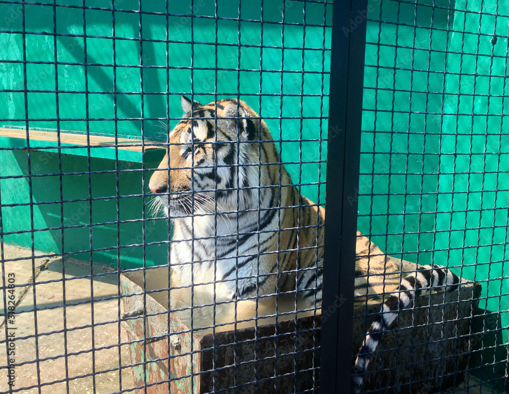 Foto de Crimea, Belogorsk, Safari Park "Taigan", depicts a tiger in a ...