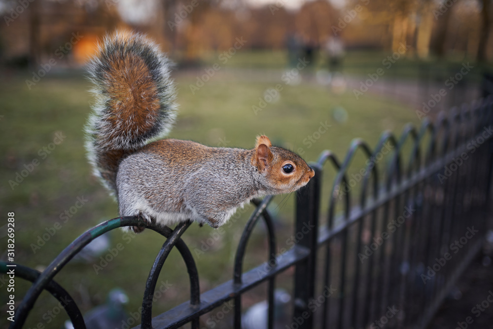 Tame eastern gray squirrel, Sciurus carolinensis, also known as grey ...