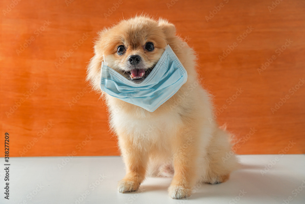 Dog wearing air pollution mask for protect dust PM2.5,Pomeranian, small ...