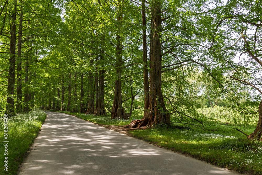 Road between tall green and leafy trees. Sunny spring day in a german ...