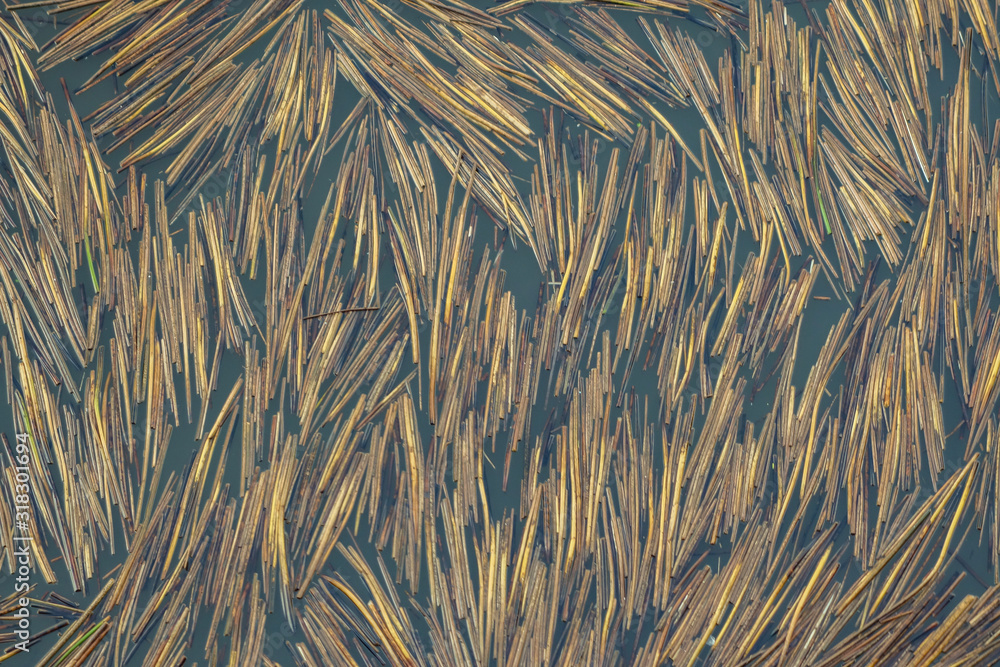 Dry cane in water texture or background for design Stock Photo | Adobe ...