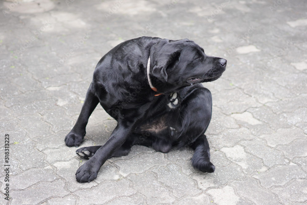 Itchy Black Labrador Dog Use His Leg to Scratch His Body Stock Photo ...
