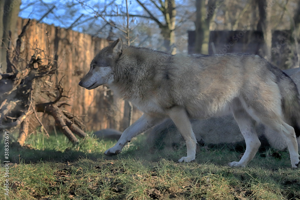 WROCLAW, POLAND - JANUARY 21, 2020: The wolf (Canis lupus), also known ...