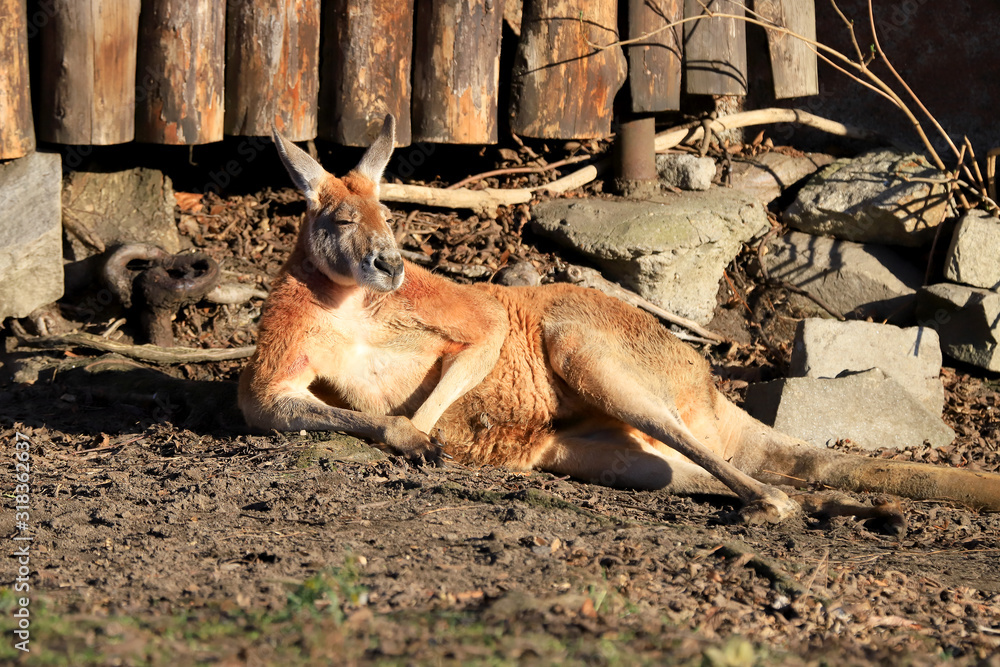 Foto de WROCLAW, POLAND - JANUARY 21, 2020: The kangaroo is a marsupial ...