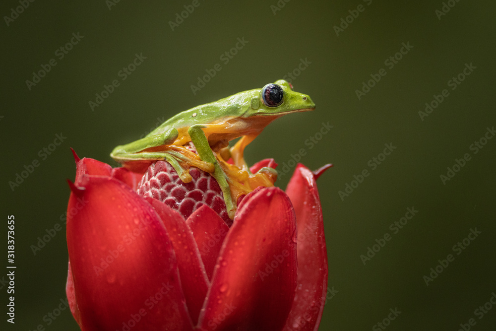 Beautiful Gliding leaf frog (Phyllomedusa spurrelli) on a vivid red ...
