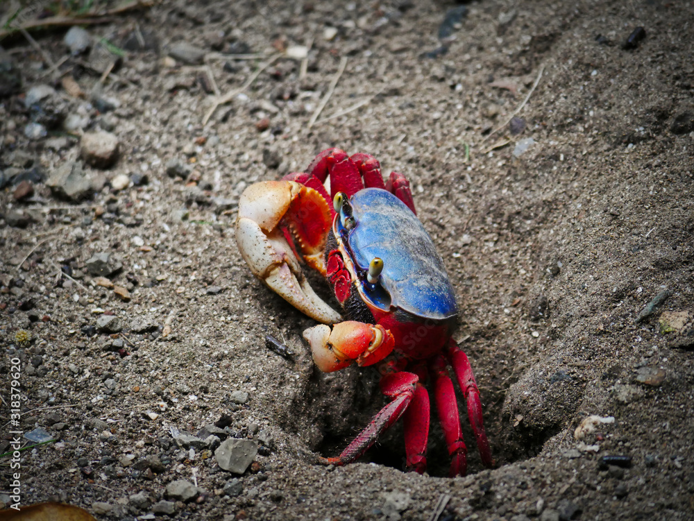 colorful crab coming out of a hole on a beach in Costa Rica Stock Photo ...