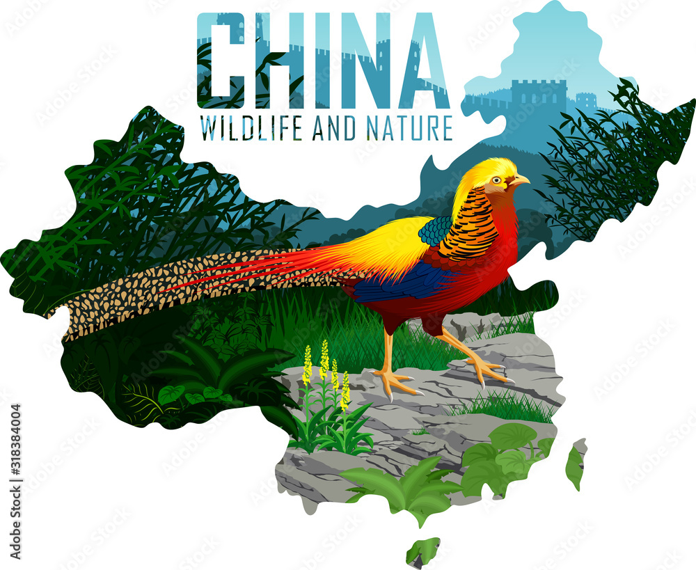 vector china map with Golden pheasant and great wall vector de Stock ...