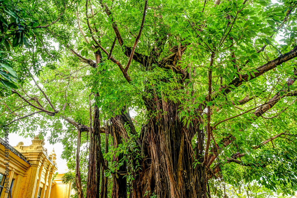Massive Banyan tree in Da Nang at the Cham Museum Stock Photo | Adobe Stock