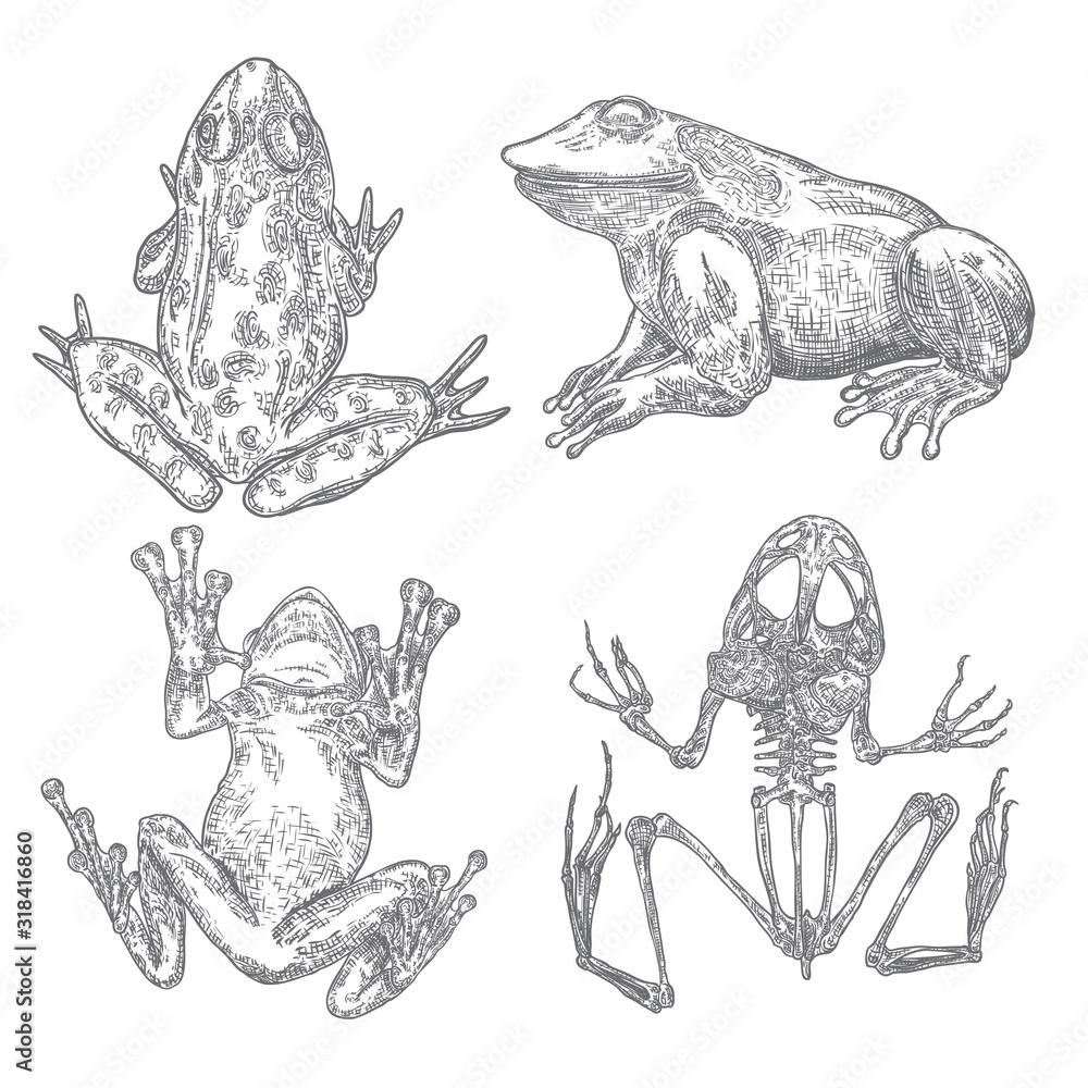 Set of various frogs, poison toads with frog skeleton hand drawing ...