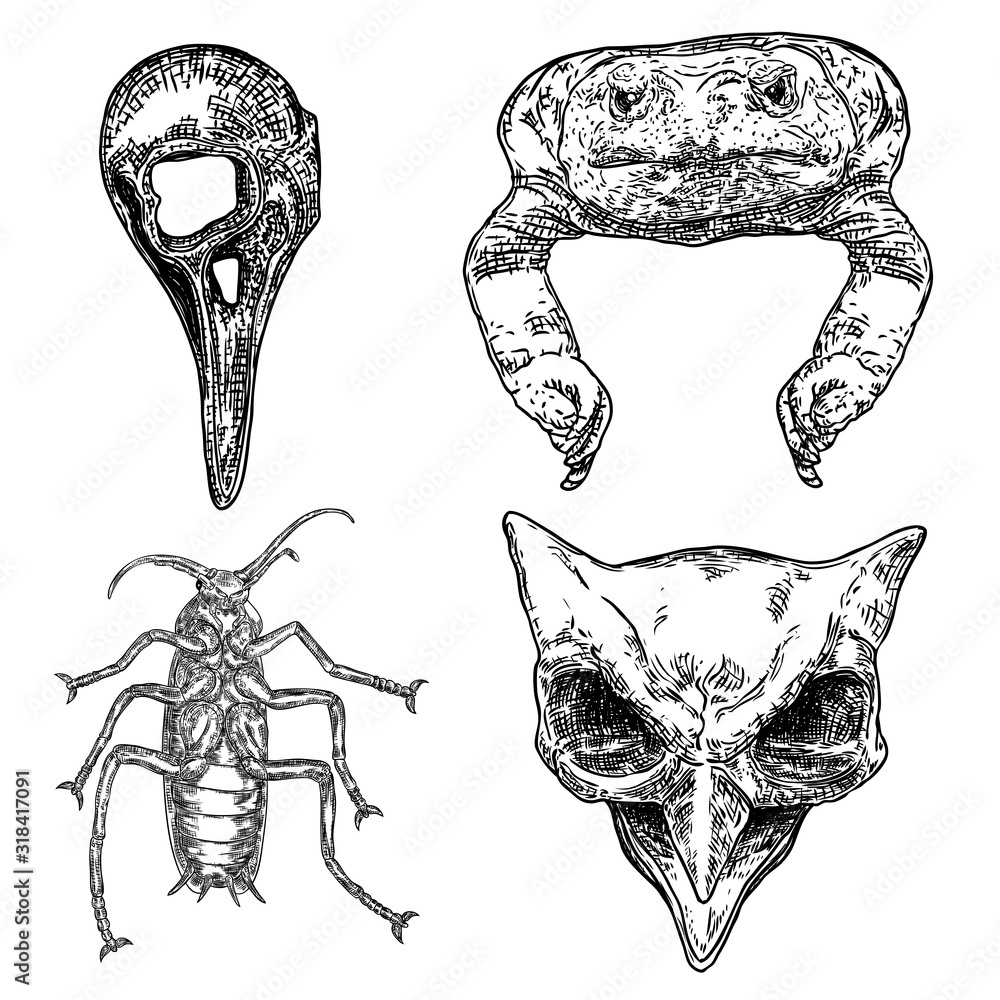 Magic animal elements set. Hand drawn sketch for magician collection ...